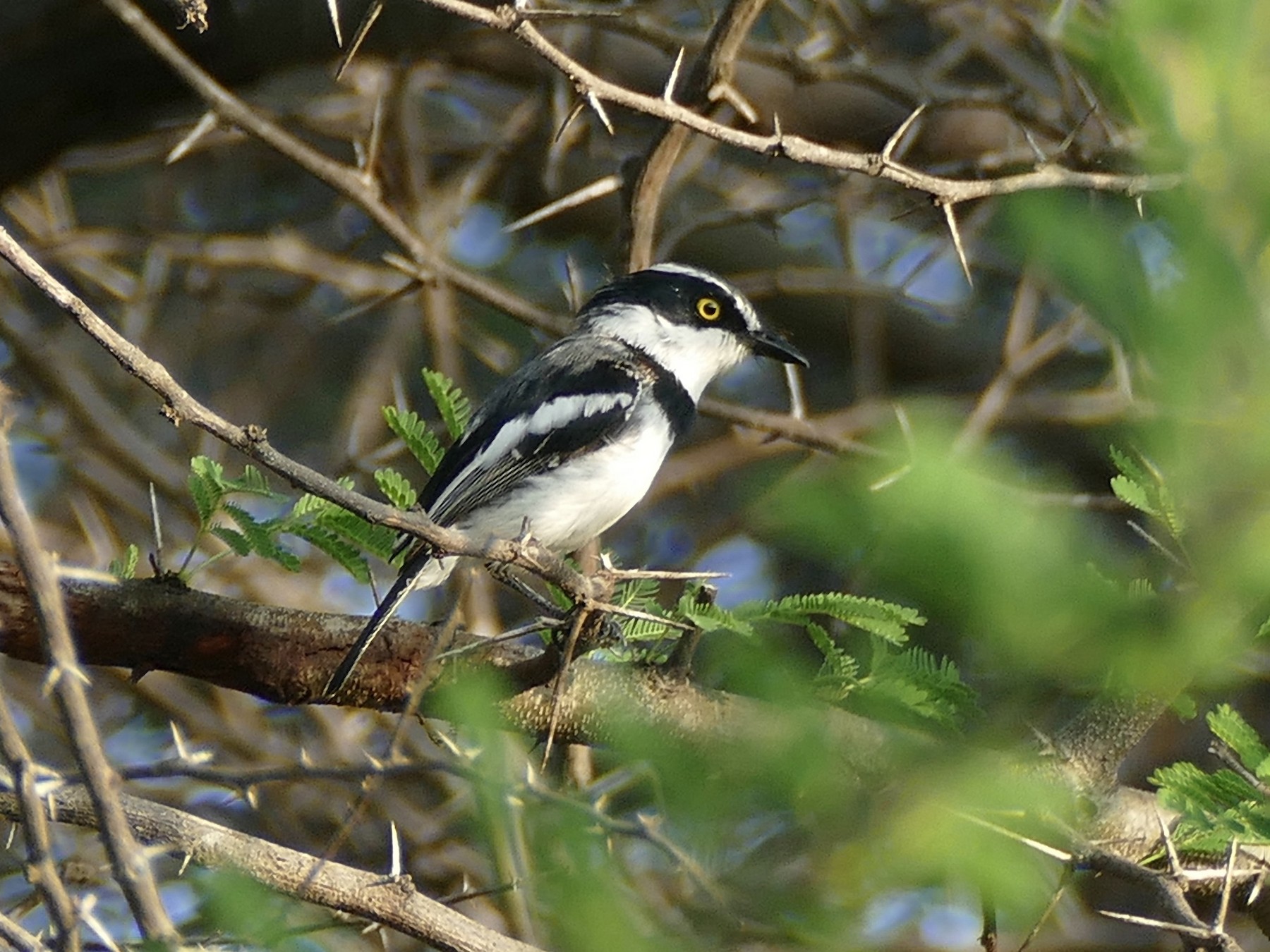 Eastern Black-headed Batis - eBird