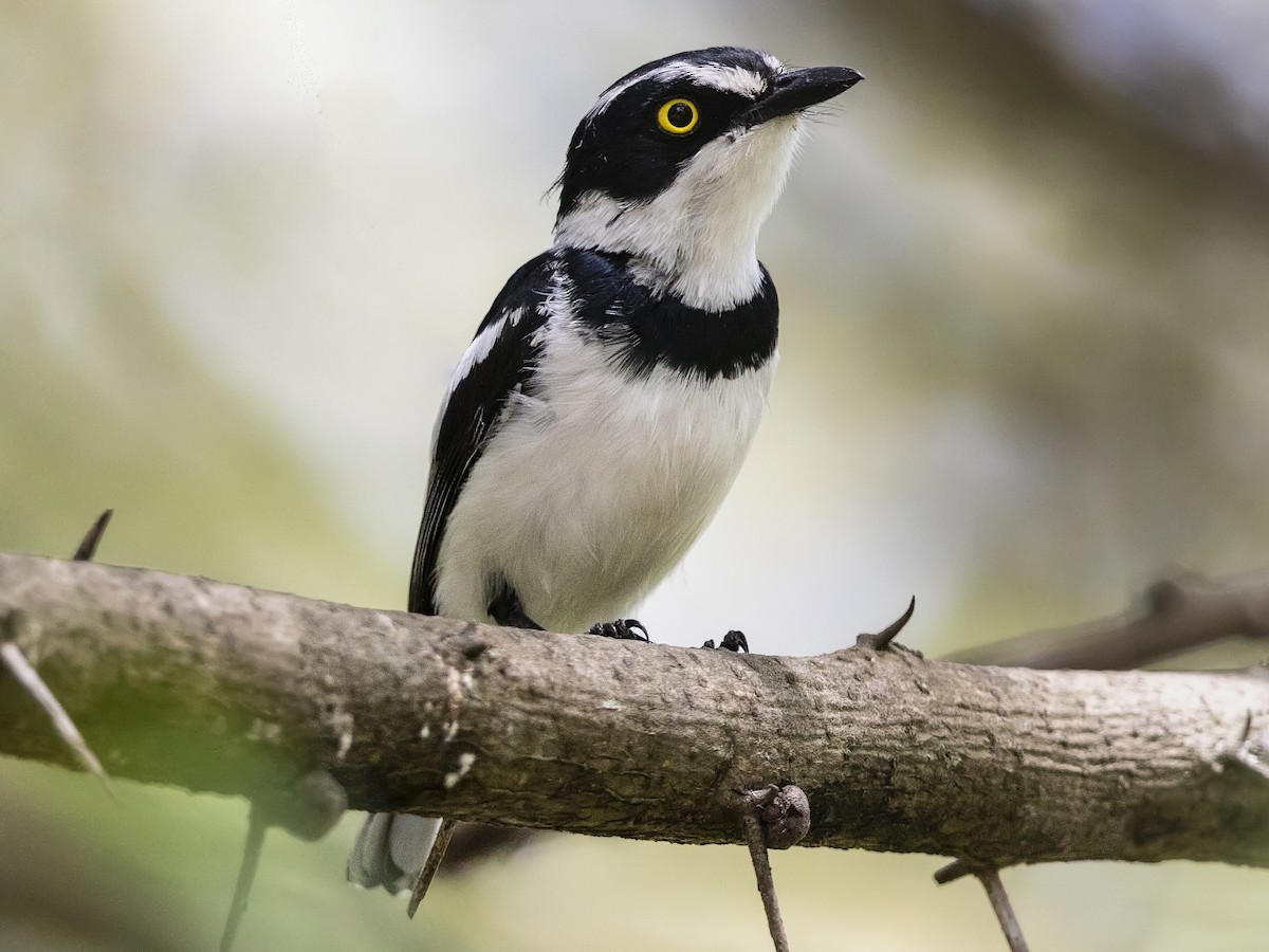 Eastern Black-headed Batis - Batis minor - Birds of the World