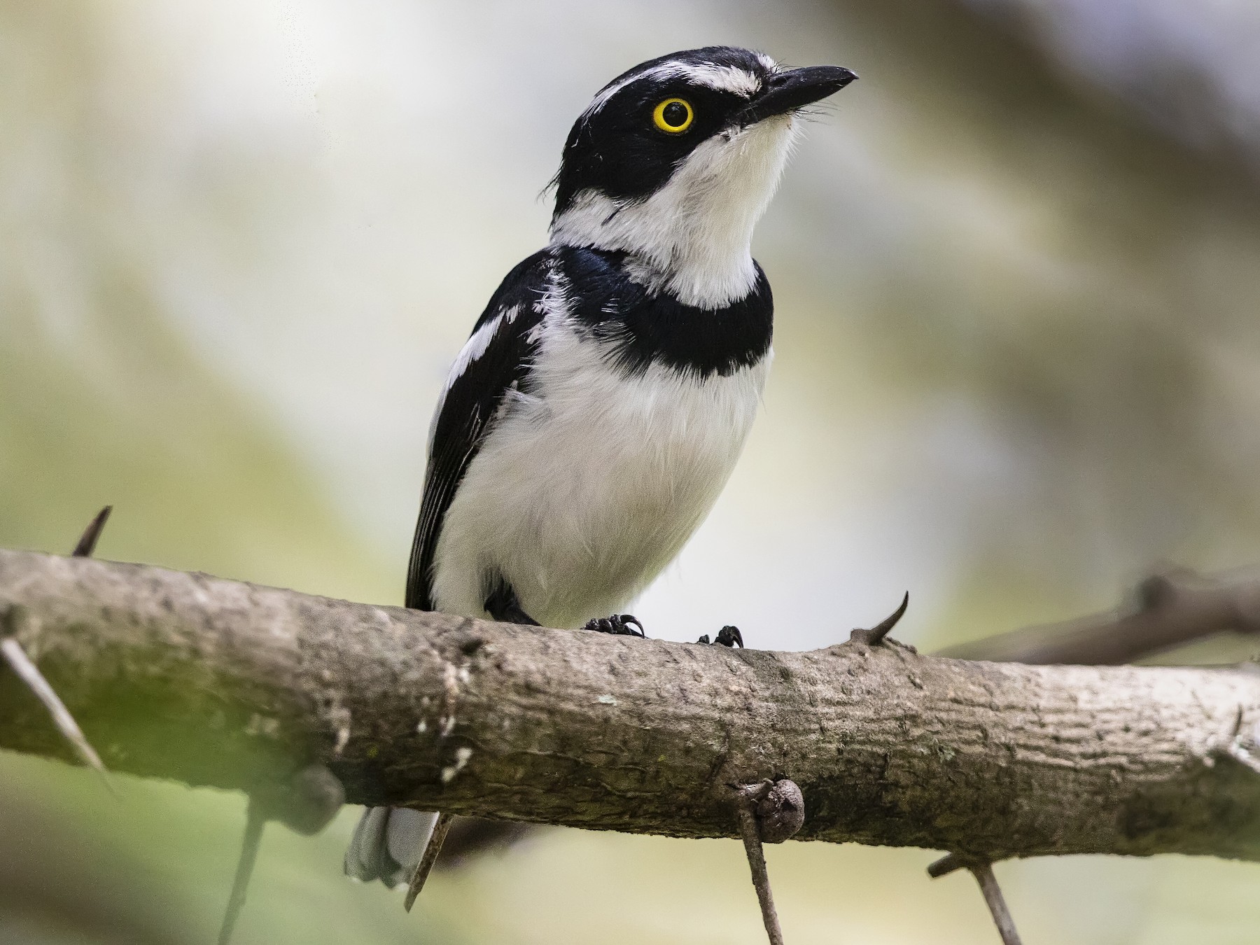 Eastern Black-headed Batis - eBird