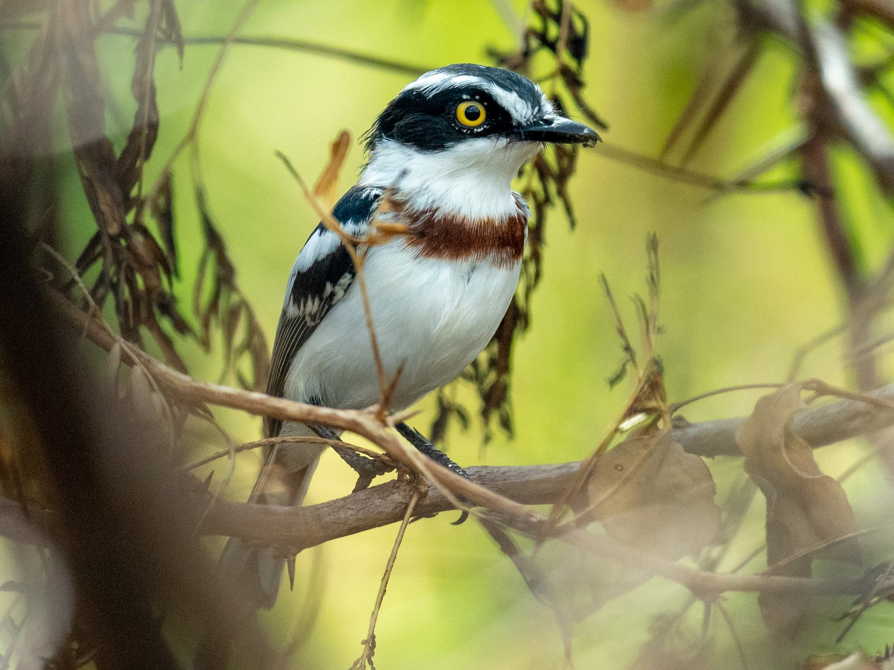 Eastern Black-headed Batis - eBird