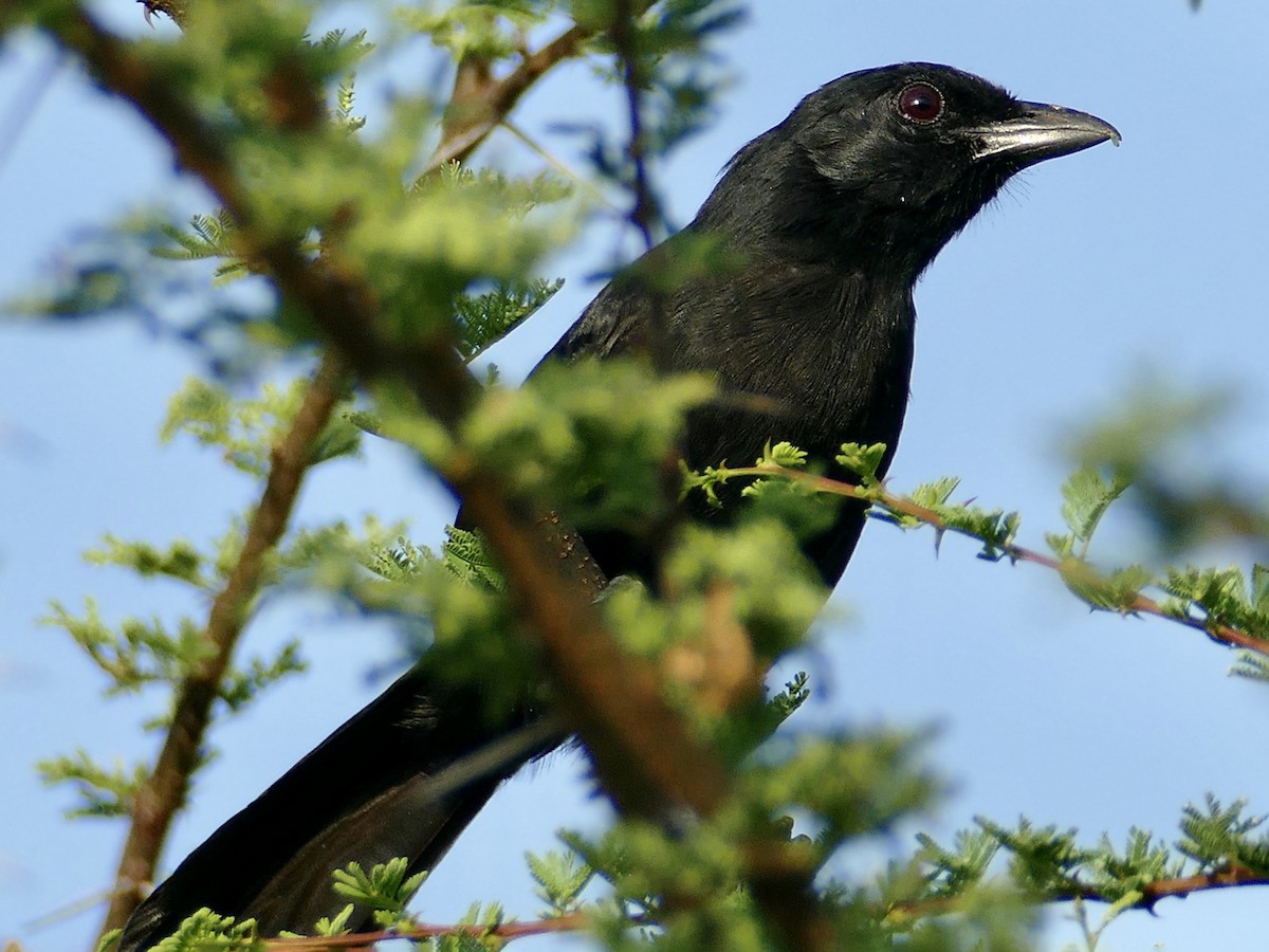 Coastal Boubou - Laniarius nigerrimus - Birds of the World