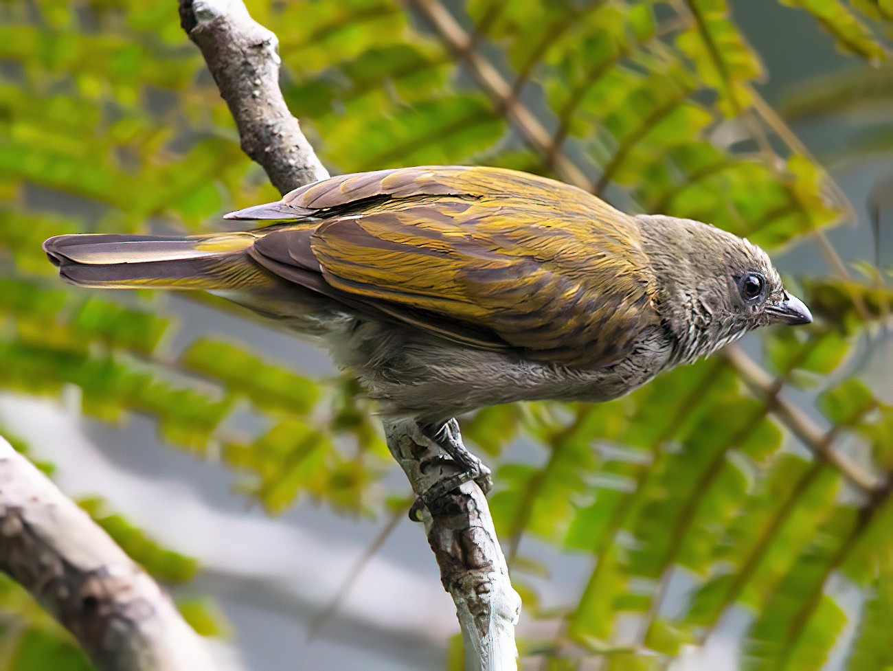 Willcocks's Honeyguide - eBird