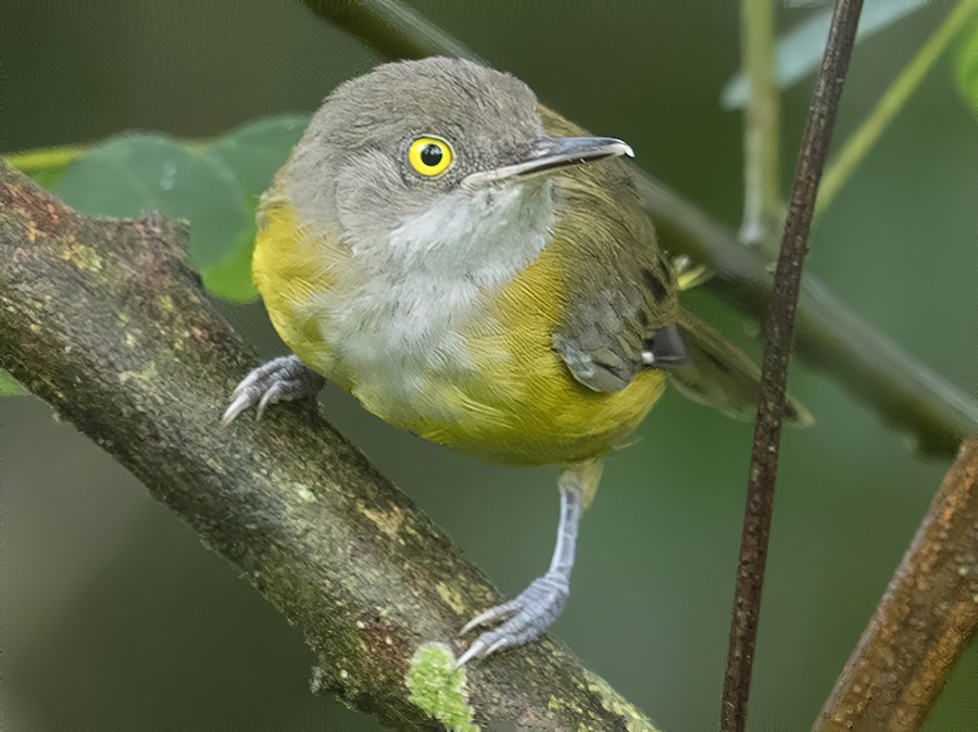 Yellow Longbill - eBird
