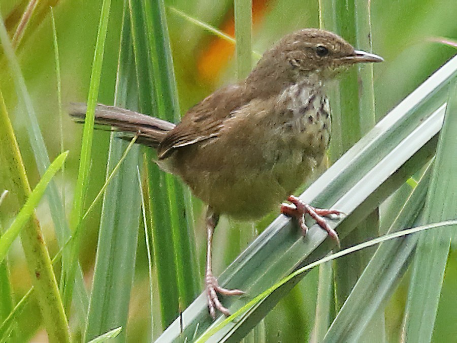 Grauer's Swamp Warbler - eBird