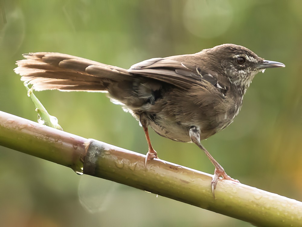 White-winged Swamp Warbler - eBird