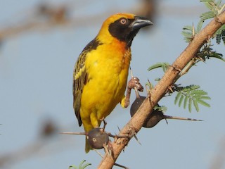 Fox's Weaver - Ploceus spekeoides - Birds of the World