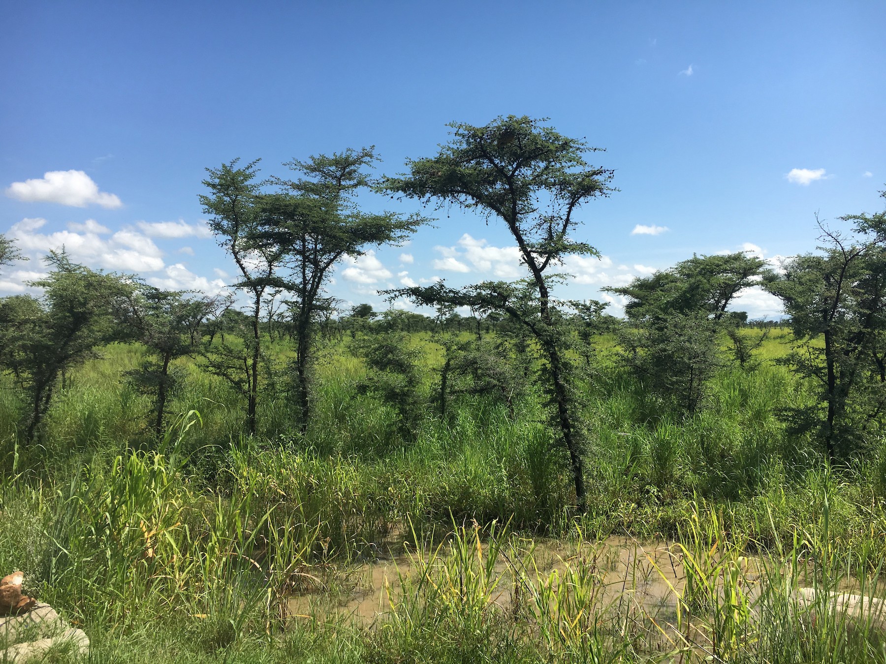 Fox's Weaver - eBird