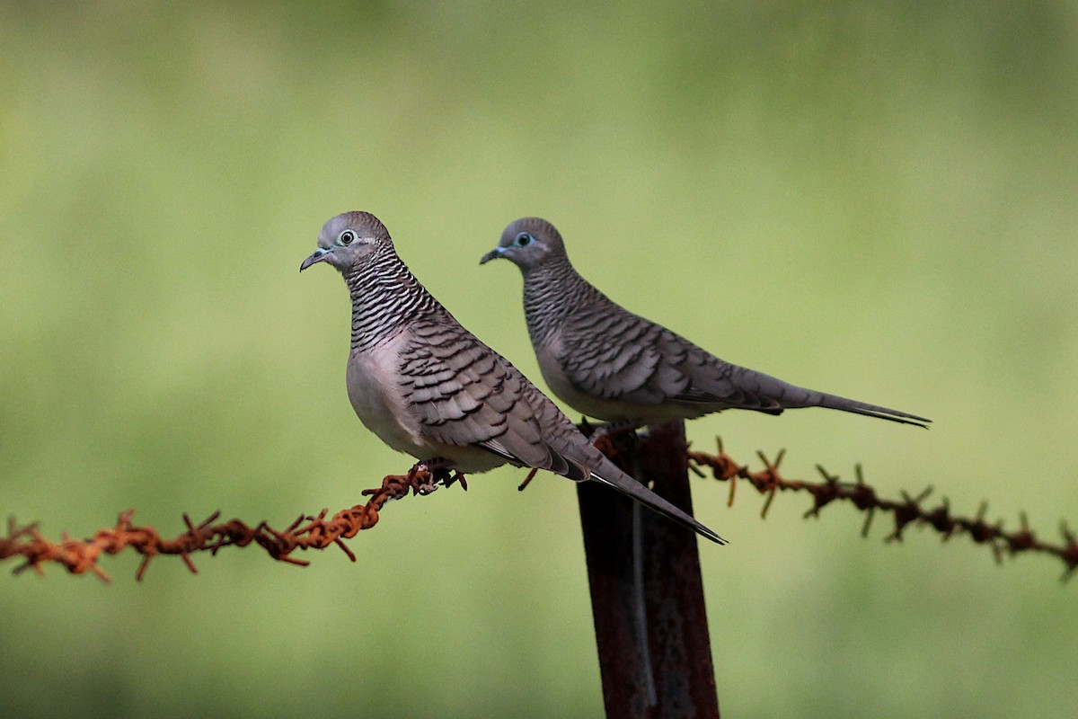 eBird Checklist - 22 Mar 2014 - Mulgoa Nature Reserve - 45 species
