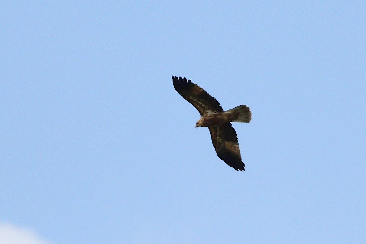eBird Checklist - 29 Mar 2014 - Mulgoa Nature Reserve - 42 species