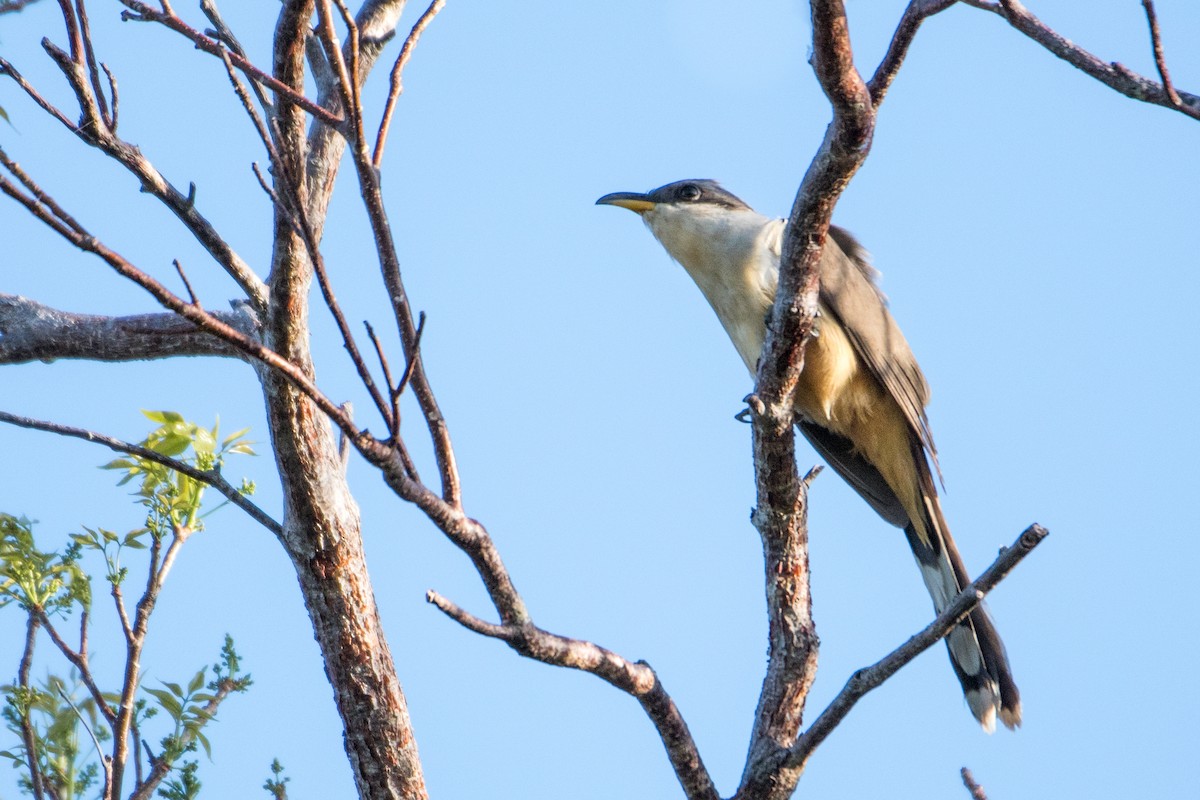 eBird Checklist - 29 Apr 2021 - Key Largo Hammocks State Botanical Site ...