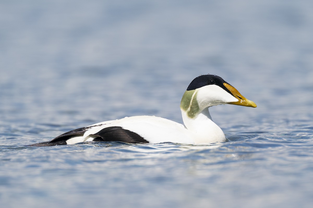 Common Eider (Eurasian) - eBird