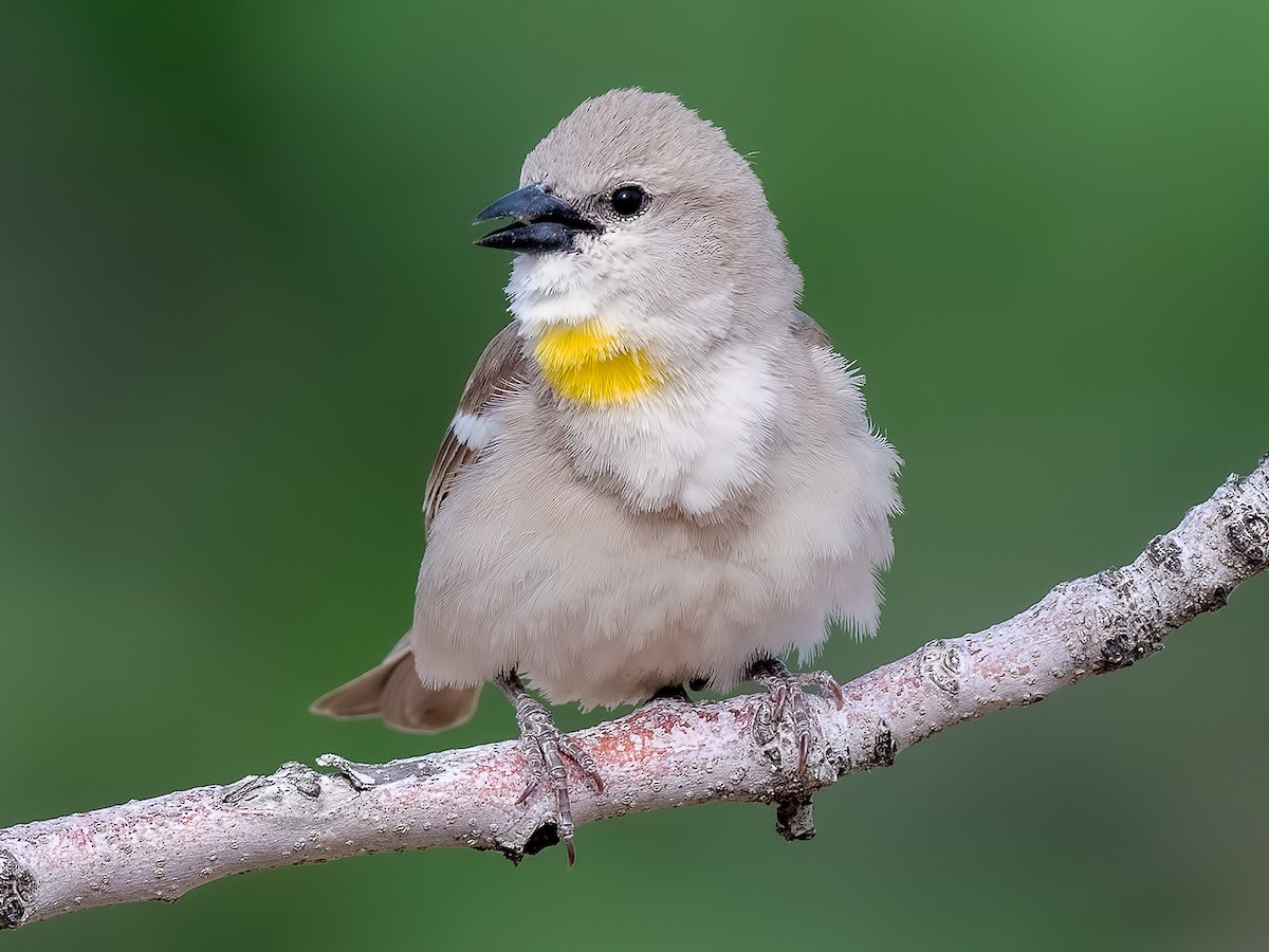 Yellow-throated Sparrow - Gymnoris xanthocollis - Birds of the World