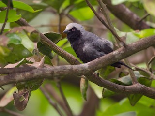Pale-fronted Nigrita - Nigrita luteifrons - Birds of the World