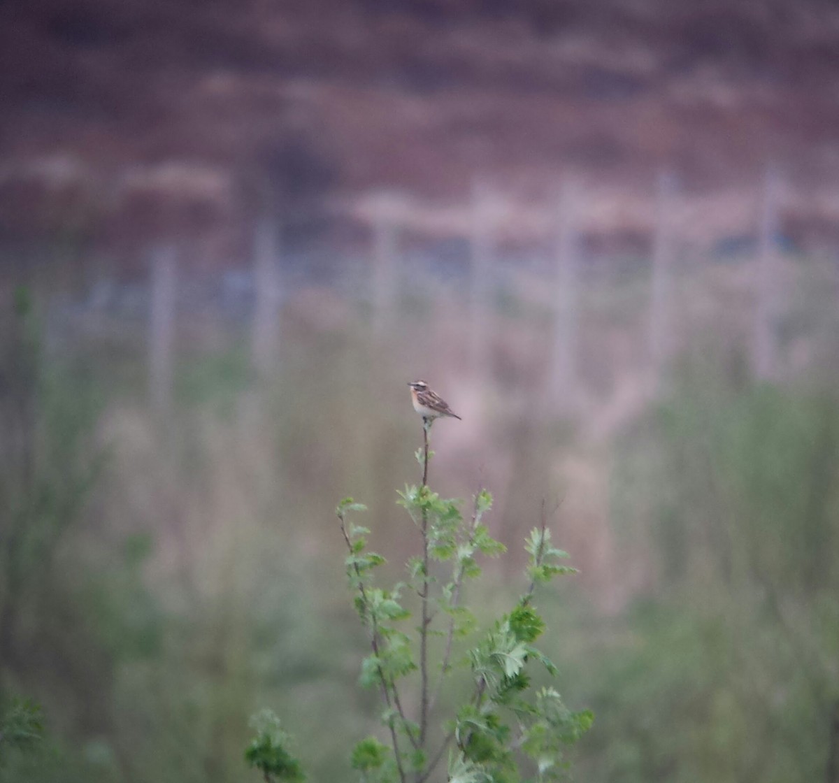 eBird Checklist - 7 May 2018 - Dalchork--A838/A836 Junction - 2 species