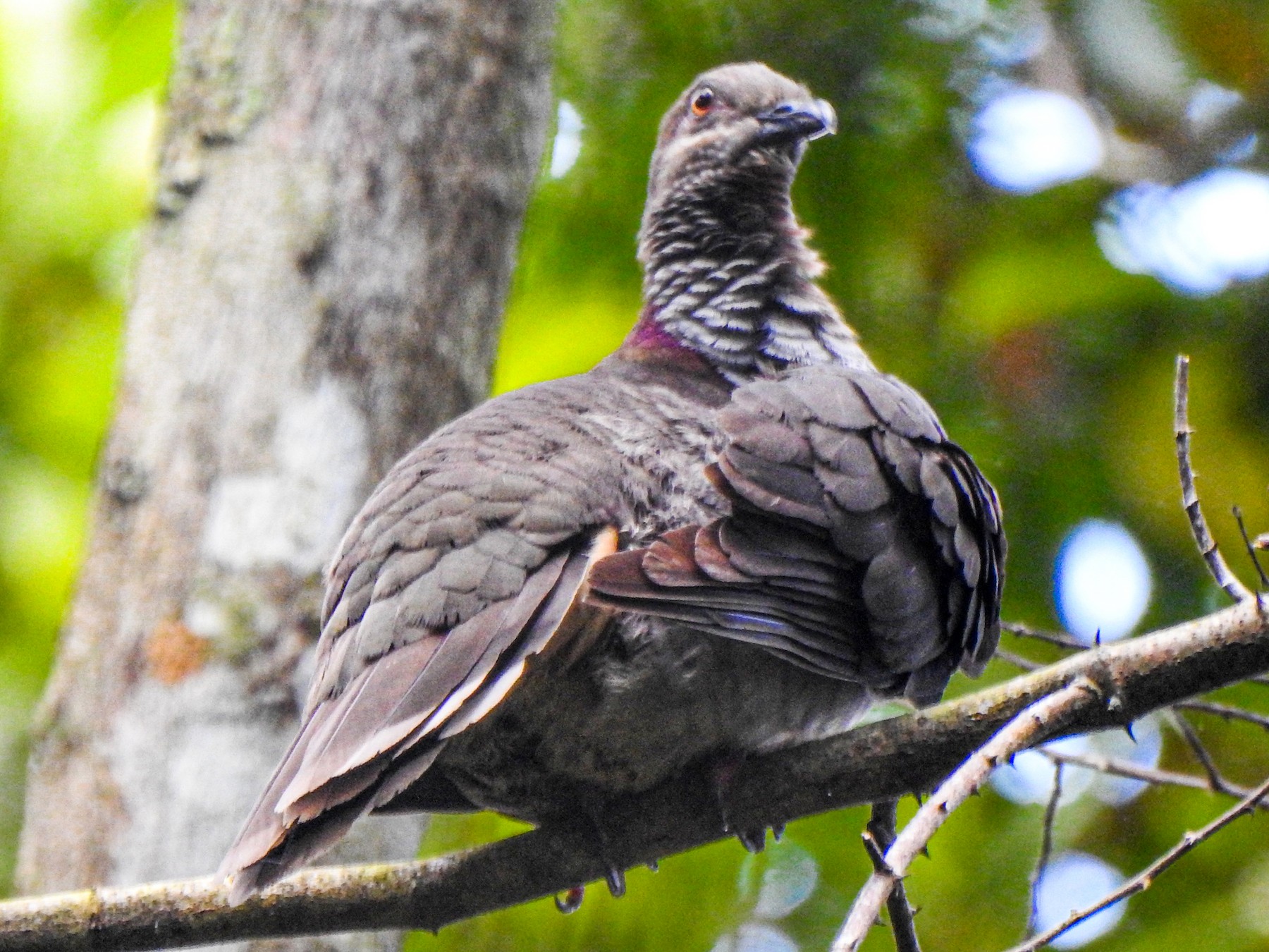 Amethyst Brown-Dove - eBird