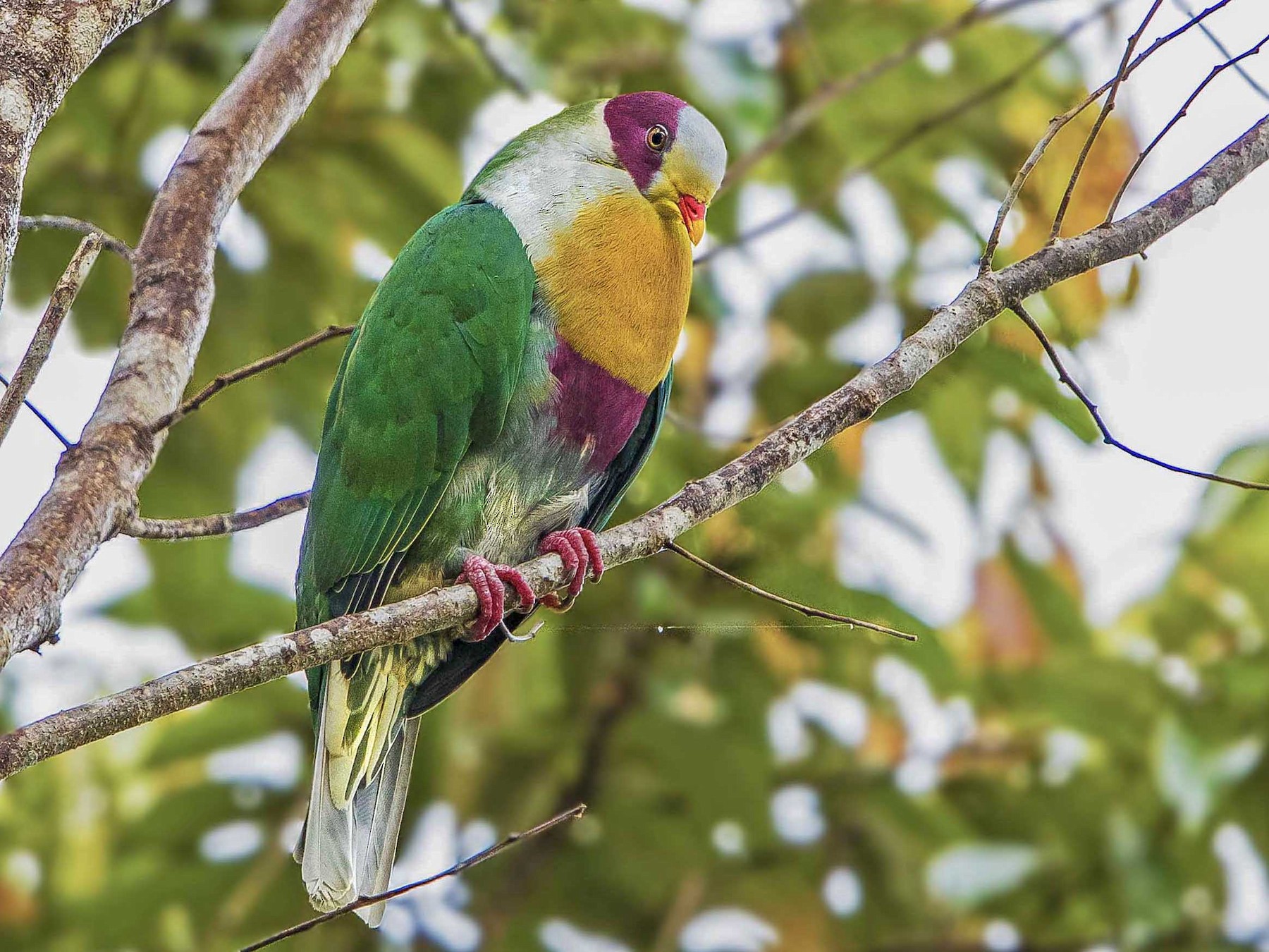 Yellow-breasted Fruit-Dove - eBird
