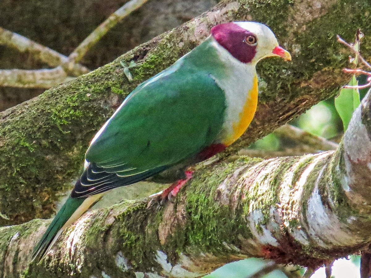 Yellow-breasted Fruit-Dove - Ramphiculus occipitalis - Birds of the World