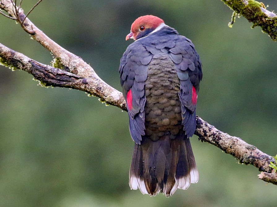 Flame-breasted Fruit-Dove - eBird