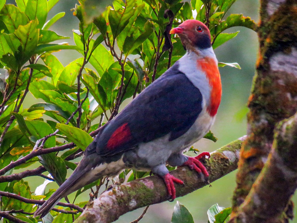 Flame-breasted Fruit-Dove - eBird