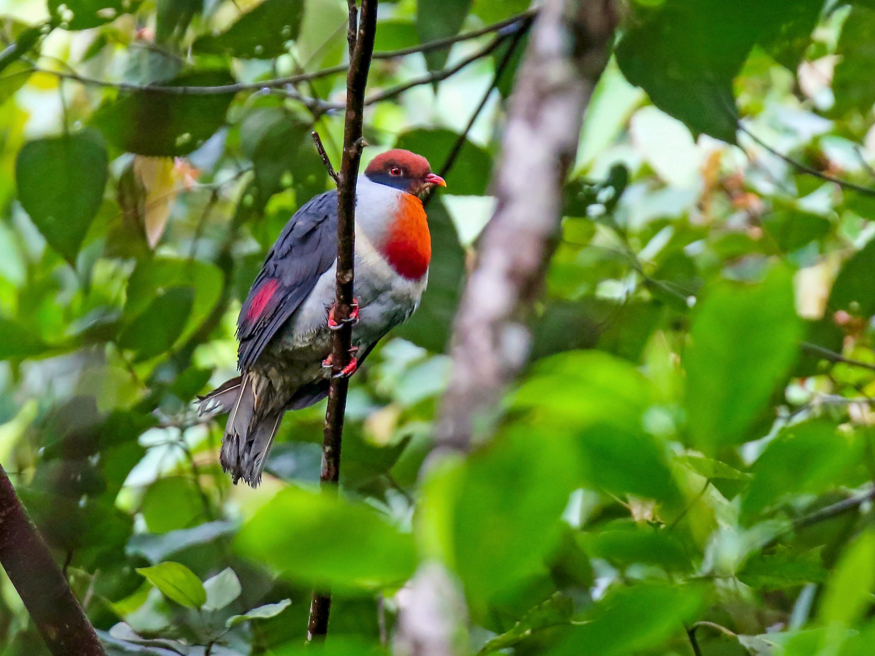 Flame-breasted Fruit-Dove - eBird