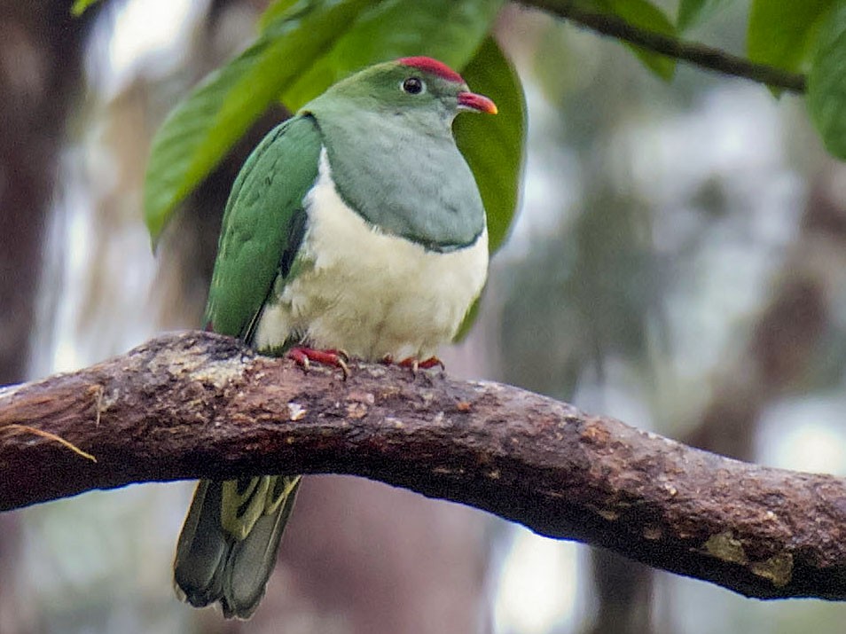 Cream-breasted Fruit-Dove - eBird