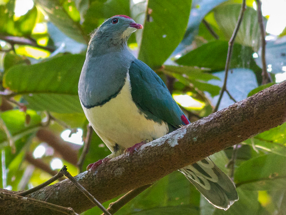 Cream-breasted Fruit-Dove - eBird
