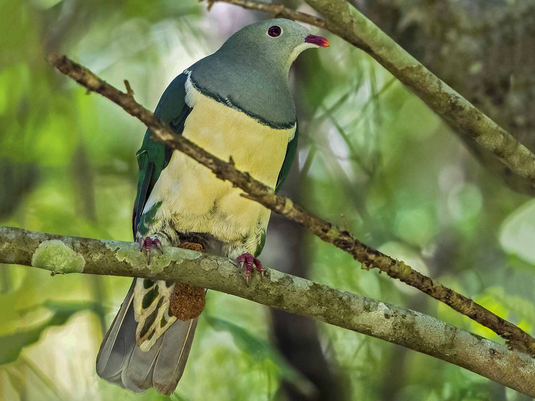 Cream-breasted Fruit-Dove - eBird
