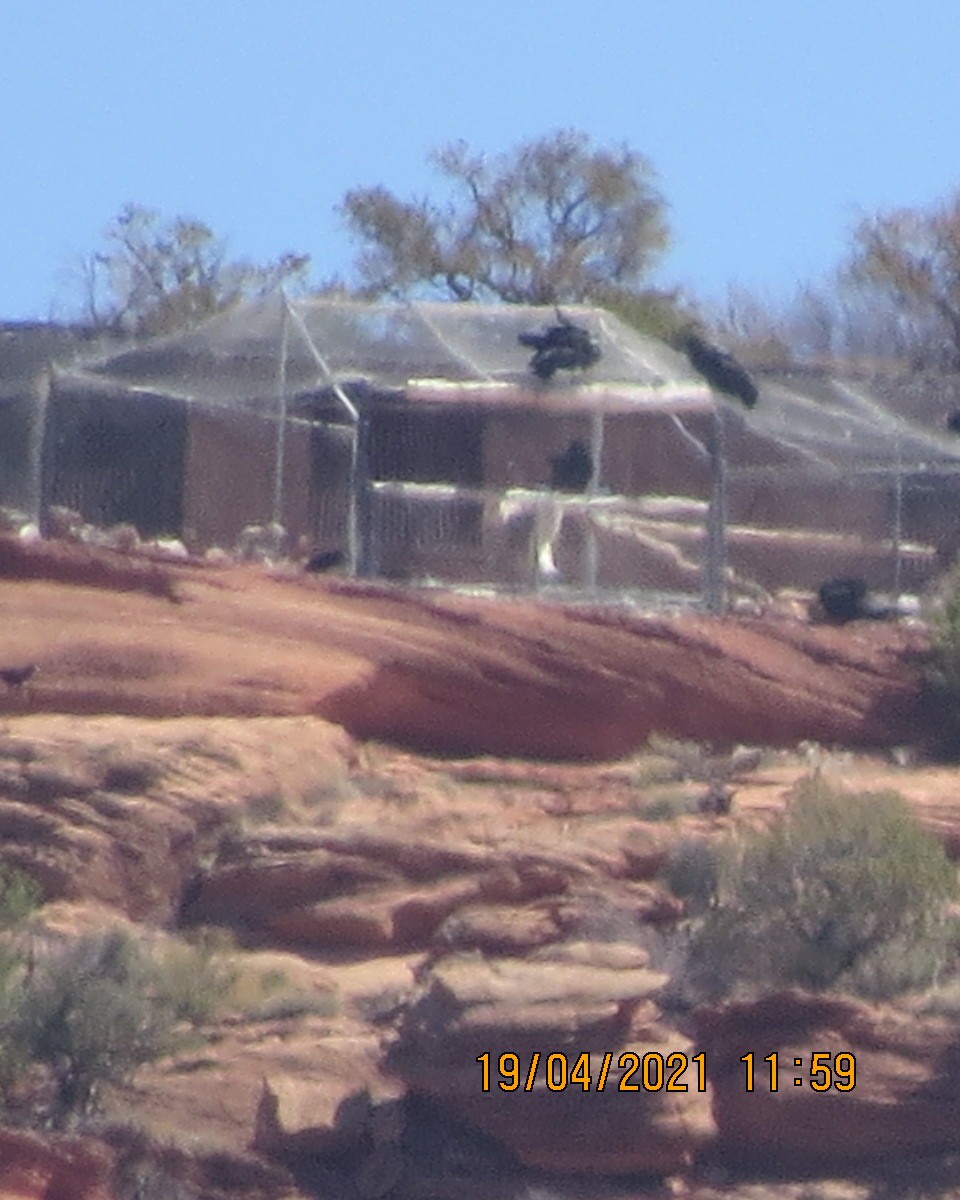 eBird Checklist - 19 Apr 2021 - Vermilion Cliffs--Condor Viewing Site ...