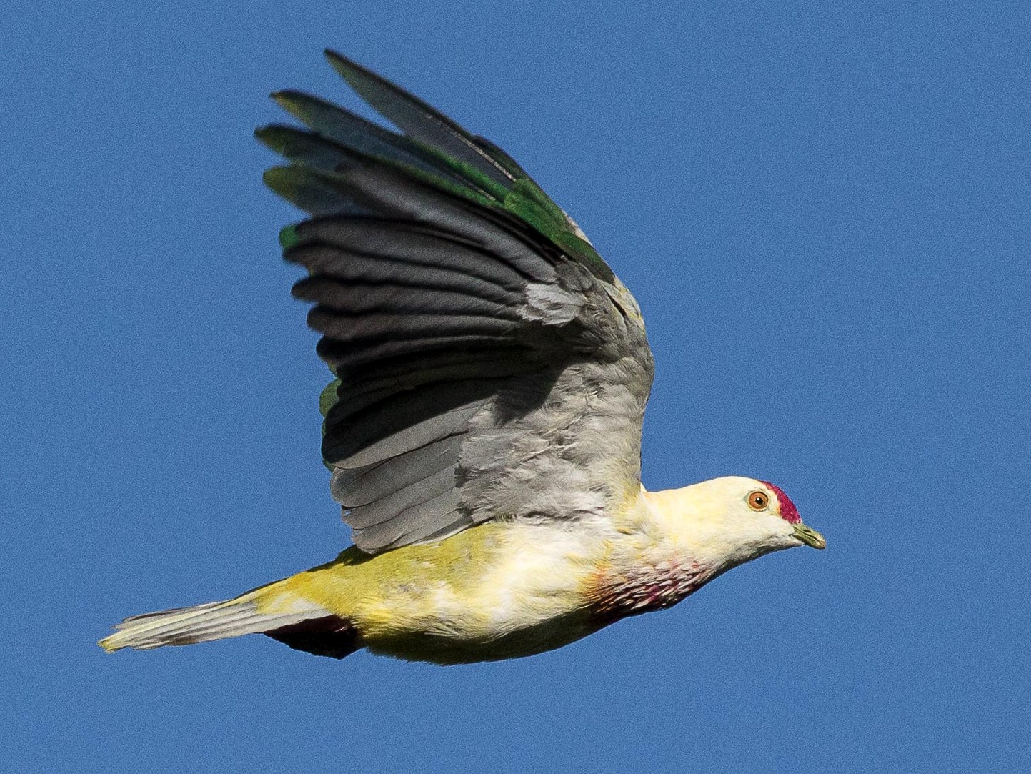 Many-colored Fruit-Dove - eBird