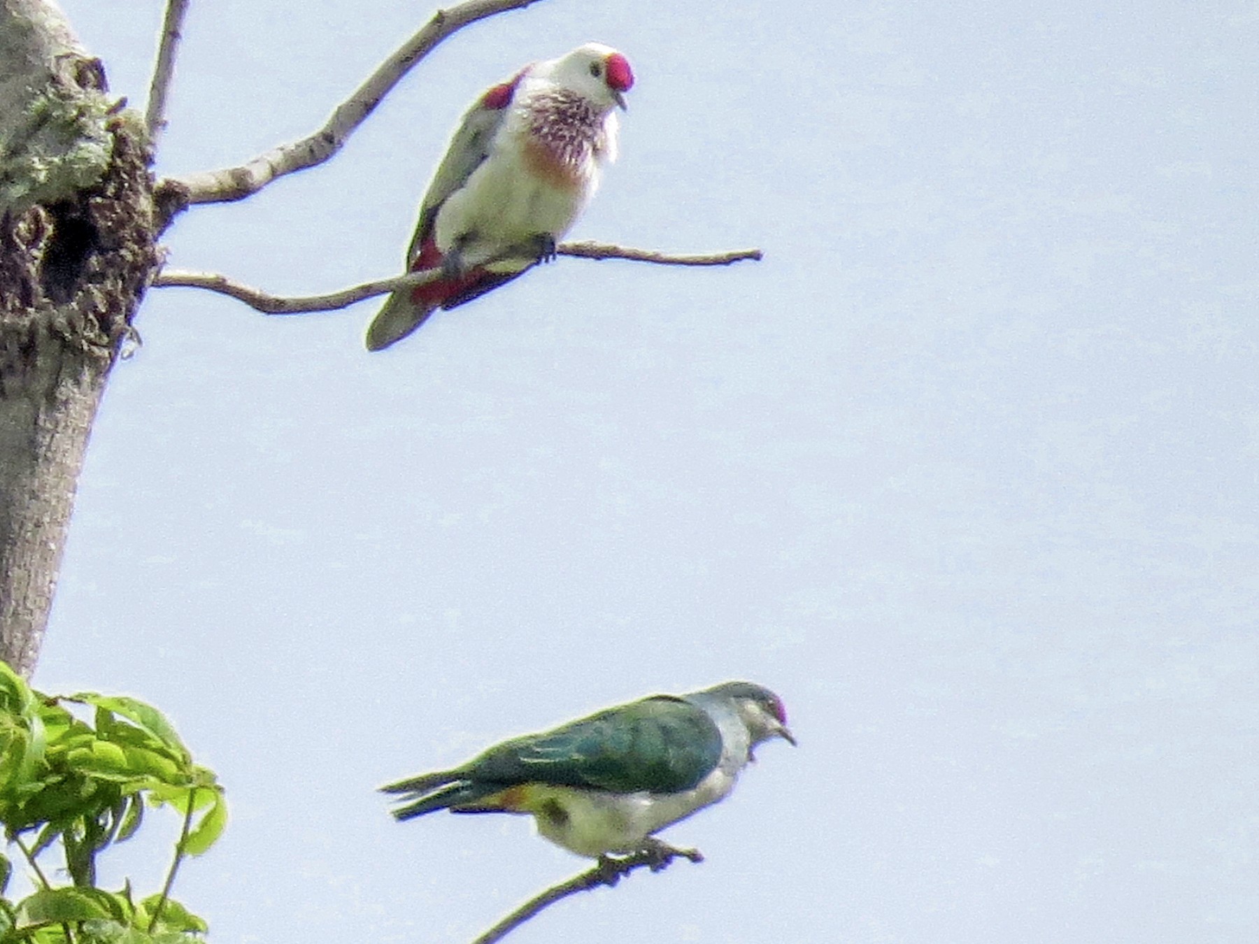 Many-colored Fruit-Dove - eBird