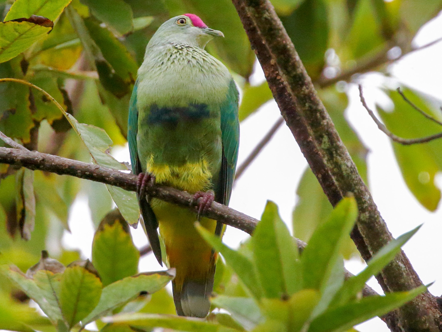 Crimson-crowned Fruit-Dove - eBird