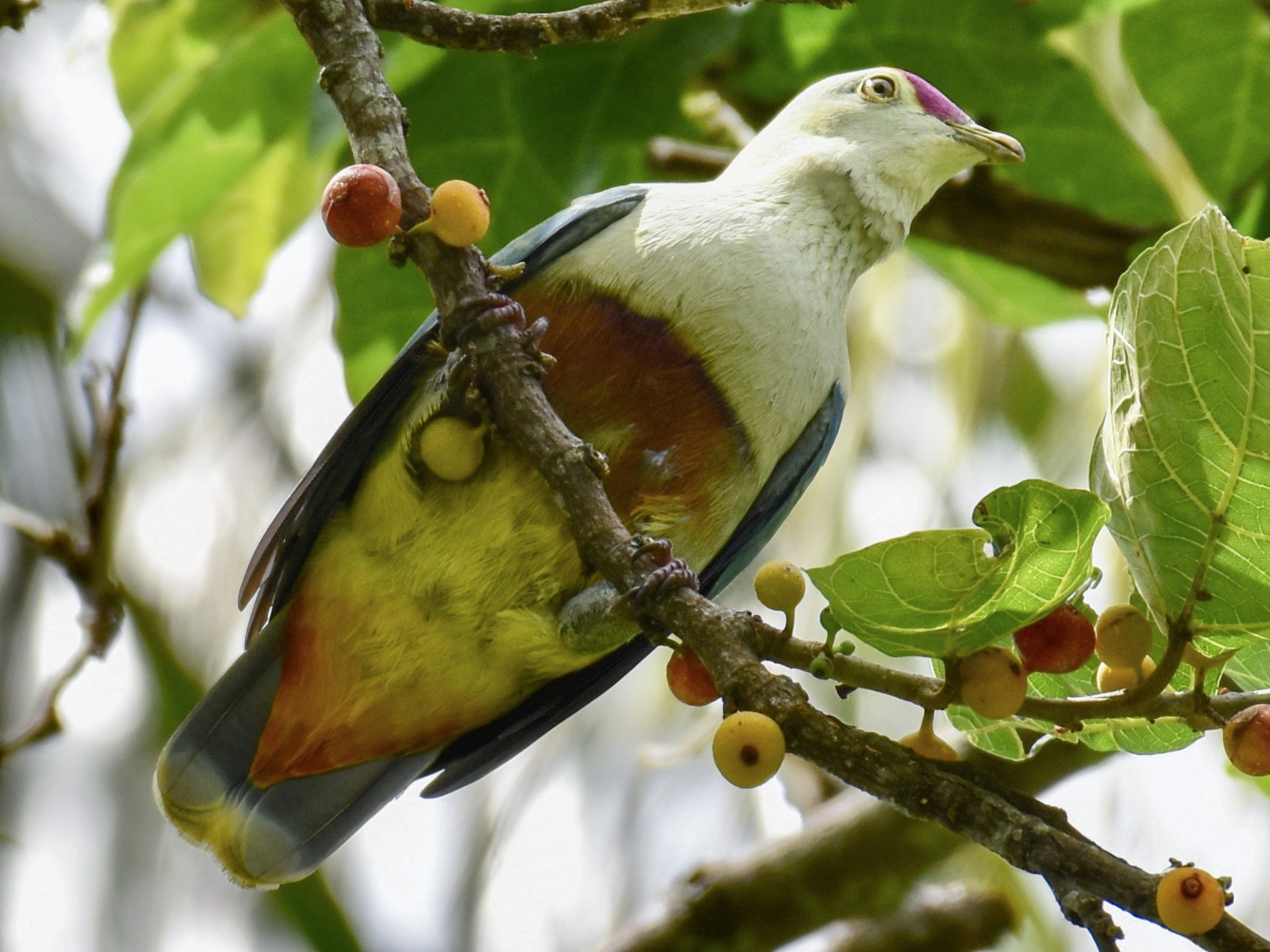 Crimson-crowned Fruit-Dove - eBird