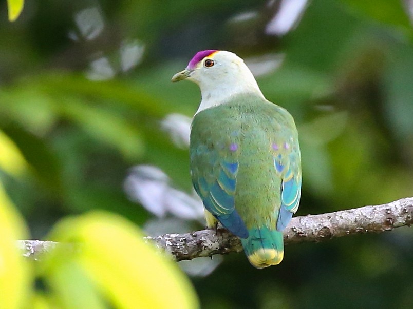 Palau Fruit-Dove - eBird