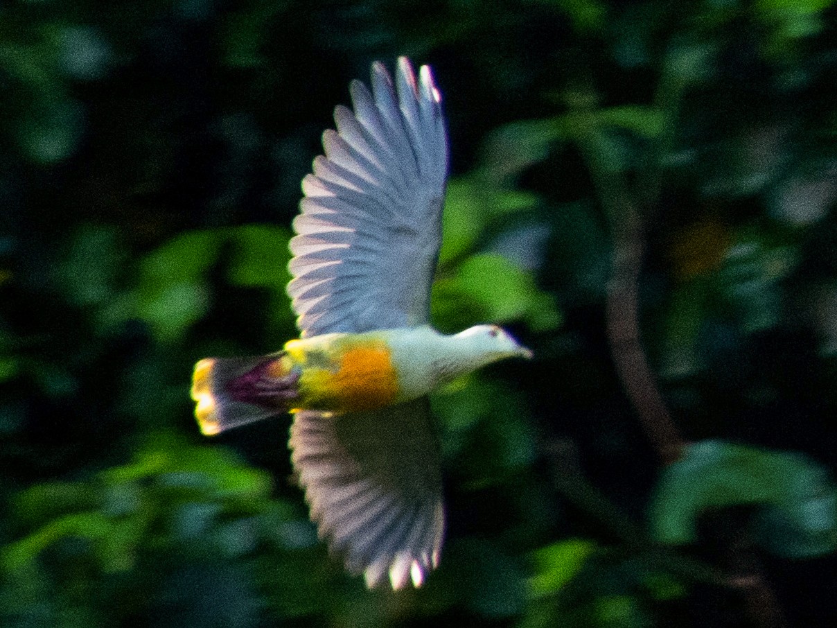 Palau Fruit-Dove - eBird