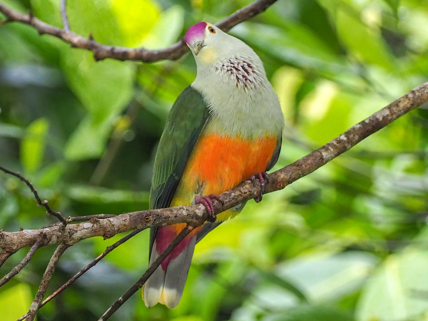 Palau Fruit-Dove - eBird