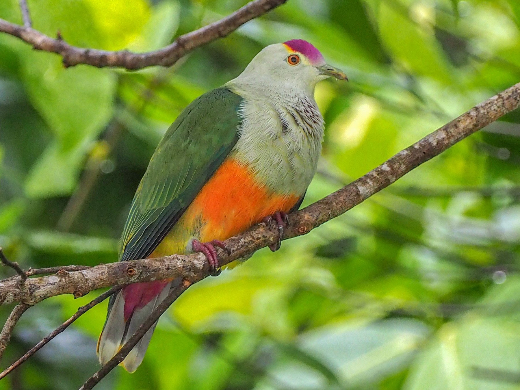 Palau Fruit-Dove - eBird