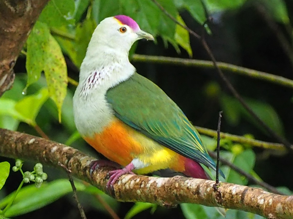Palau Fruit-Dove - eBird