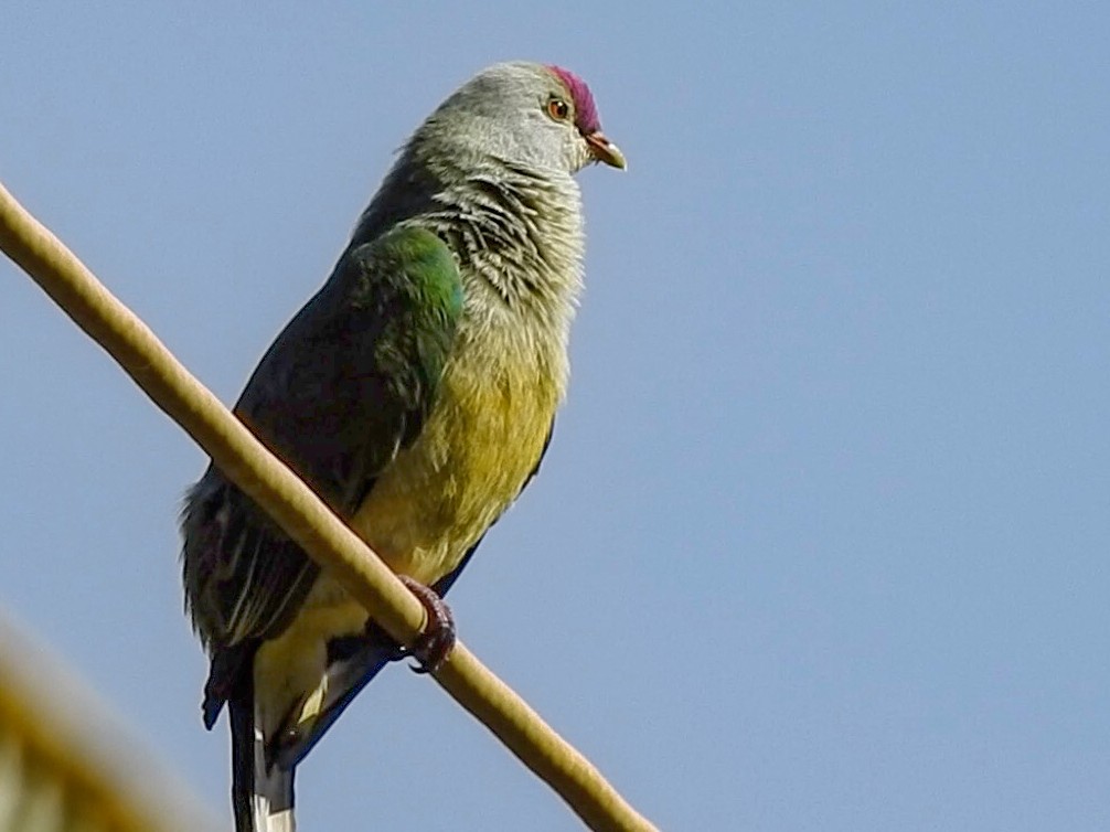 Cook Islands Fruit-Dove - eBird