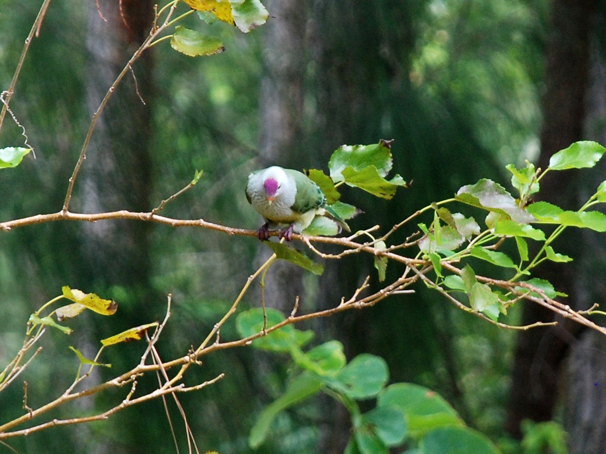 Lilac-crowned Fruit Dove - eBird