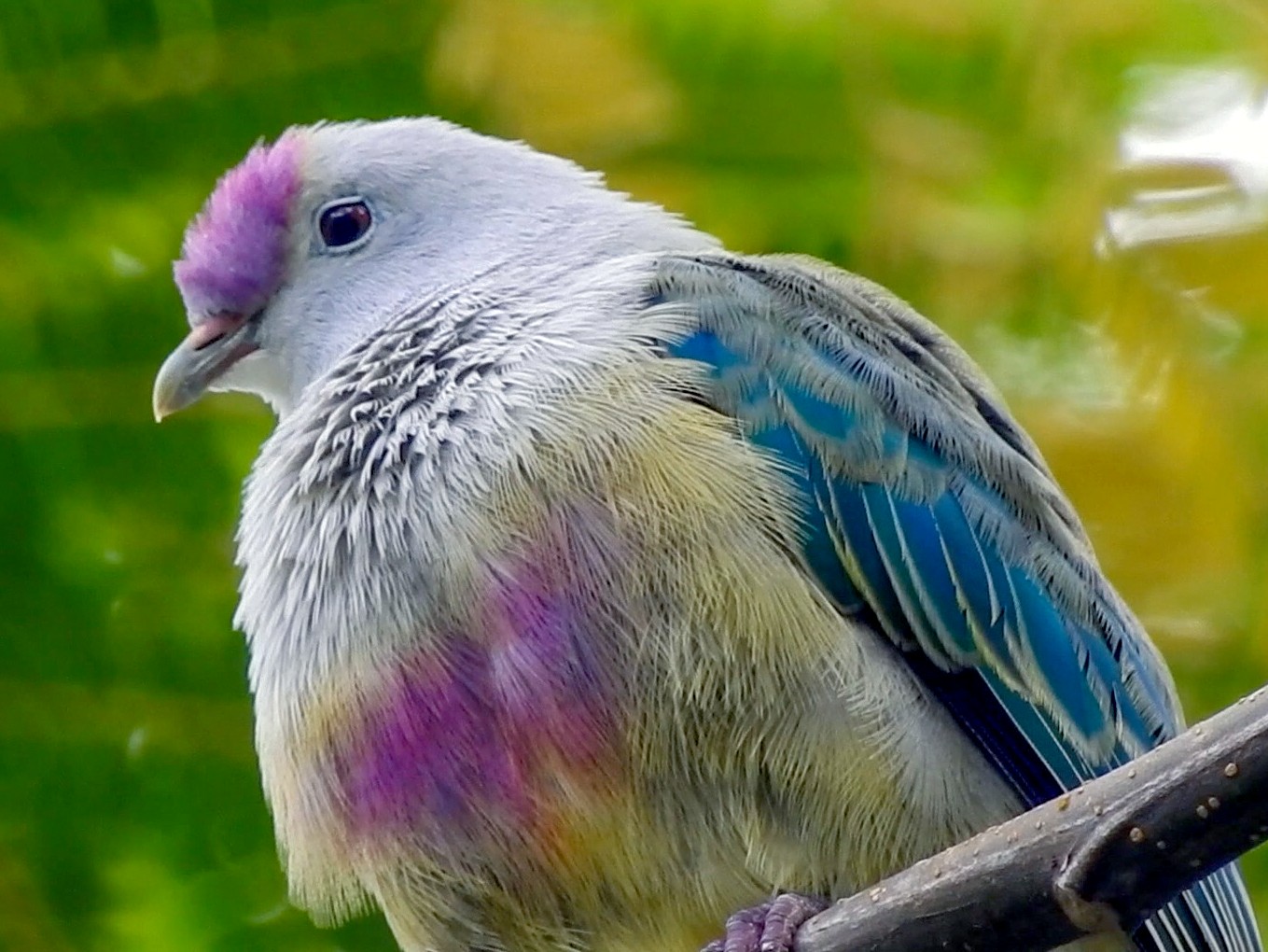 Cook Islands Fruit-Dove - eBird