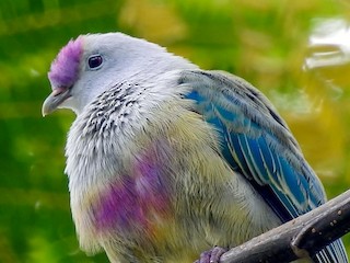 Cook Islands Fruit-Dove - eBird