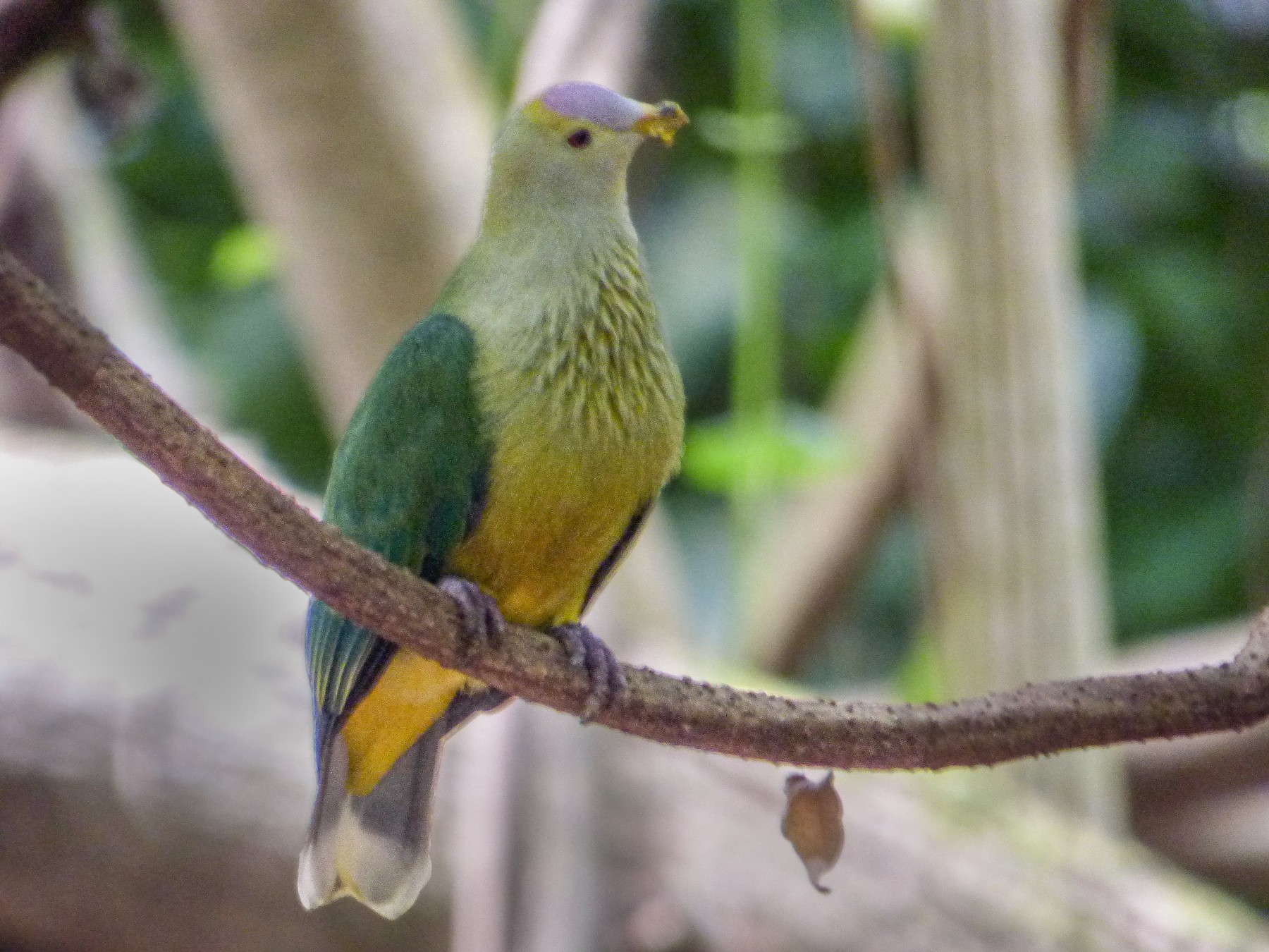 Lilac-crowned Fruit Dove - eBird