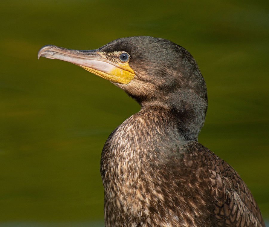 corvo-marinho (Phalacrocorax) sp. - eBird