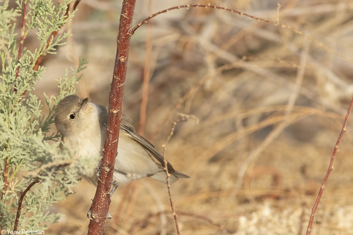 Israel Breeding Bird Atlas Checklist - 6 May 2021 - Sheizaf Nature ...