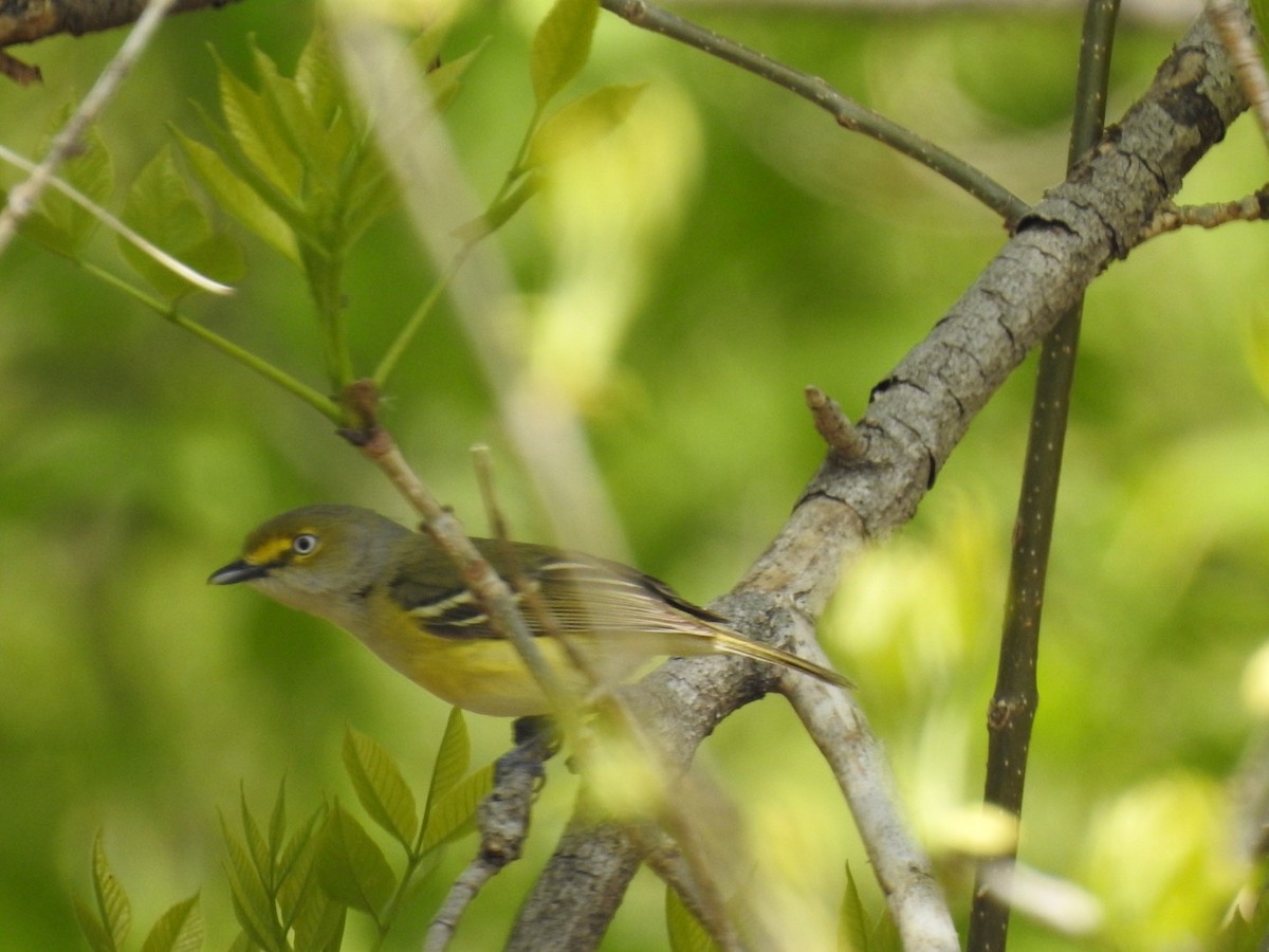 eBird Checklist - 6 May 2021 - Spring Lake Gull Roost - 39 species