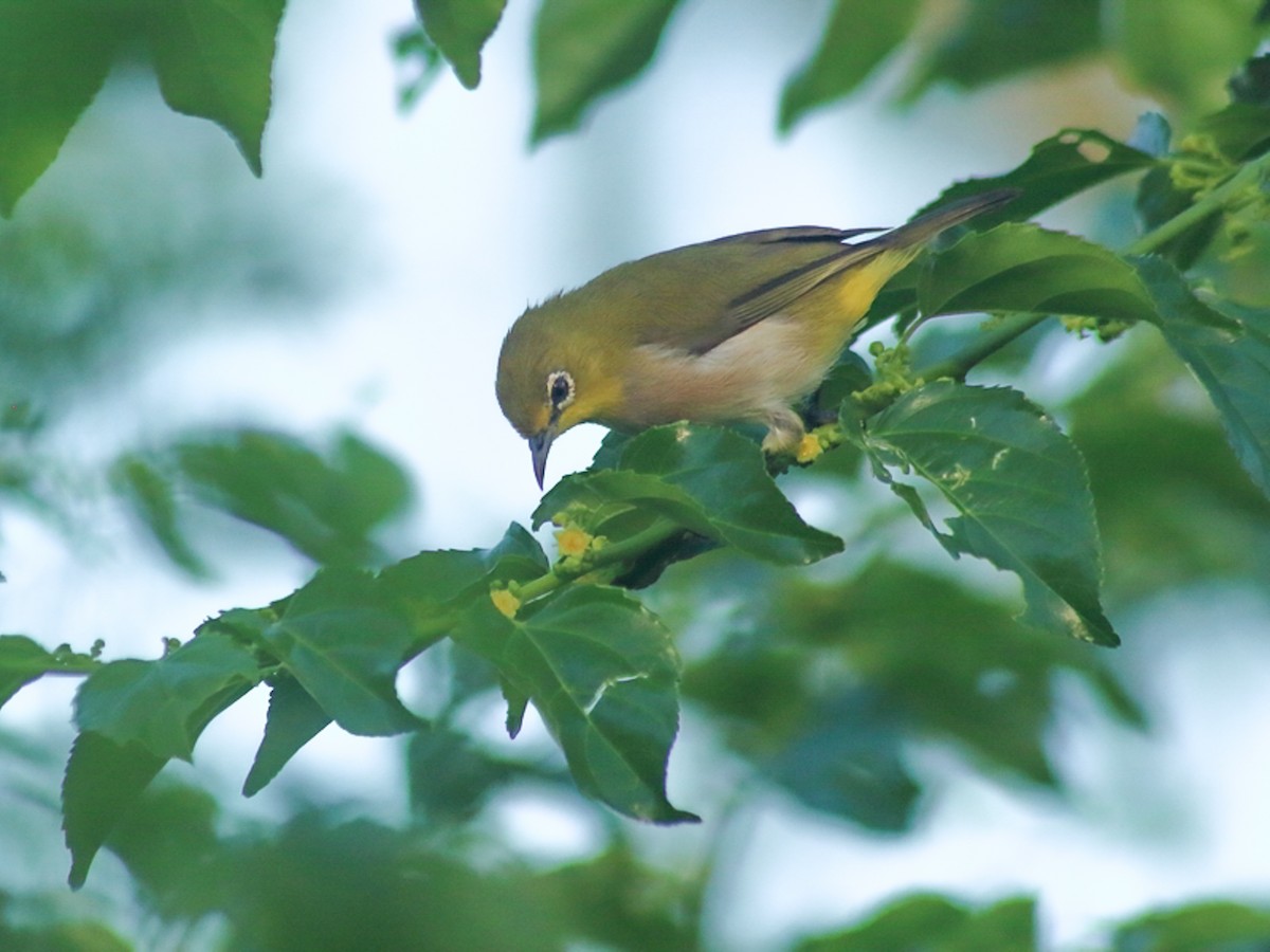 Aldabra White-eye - Zosterops aldabrensis - Birds of the World