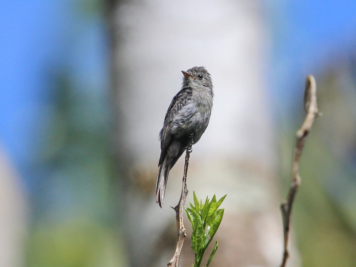 Blackish Pewee - Contopus nigrescens - Birds of the World