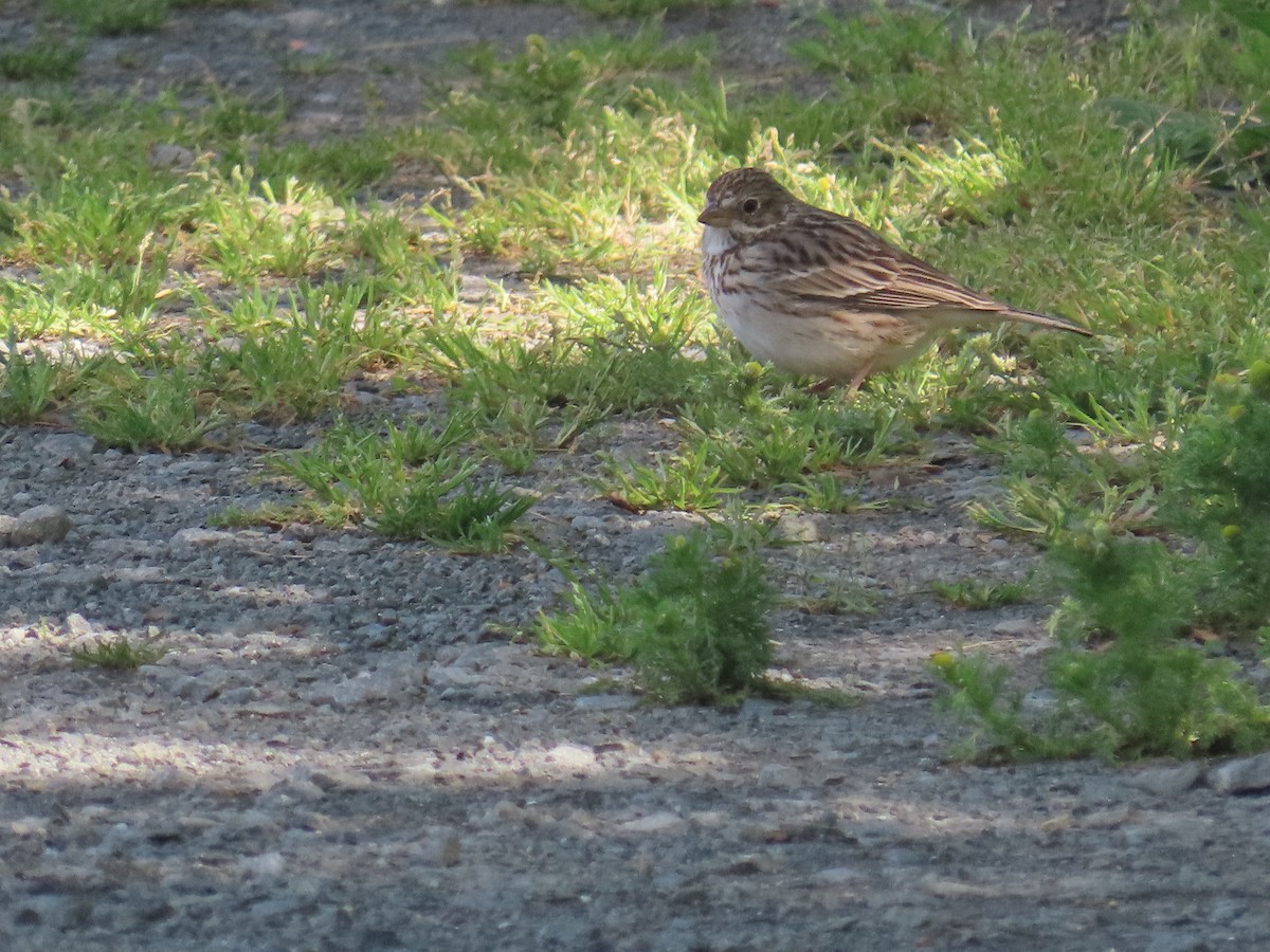 eBird Checklist - 6 May 2021 - Great Meadow Foundation - 38 species (+2 ...