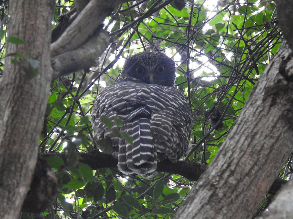 eBird Checklist - 7 May 2021 - Mt Coot-tha Reserve--JC Slaughter Falls ...