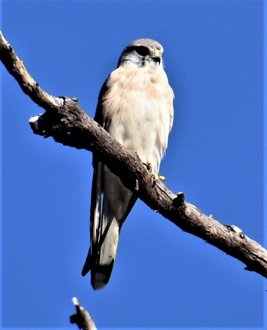 eBird Checklist - 8 May 2021 - Cox Peninsula Road, Charlotte AU-NT (-12 ...